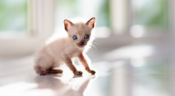 Kot syjamski - wszystkie informacje i opis rasy